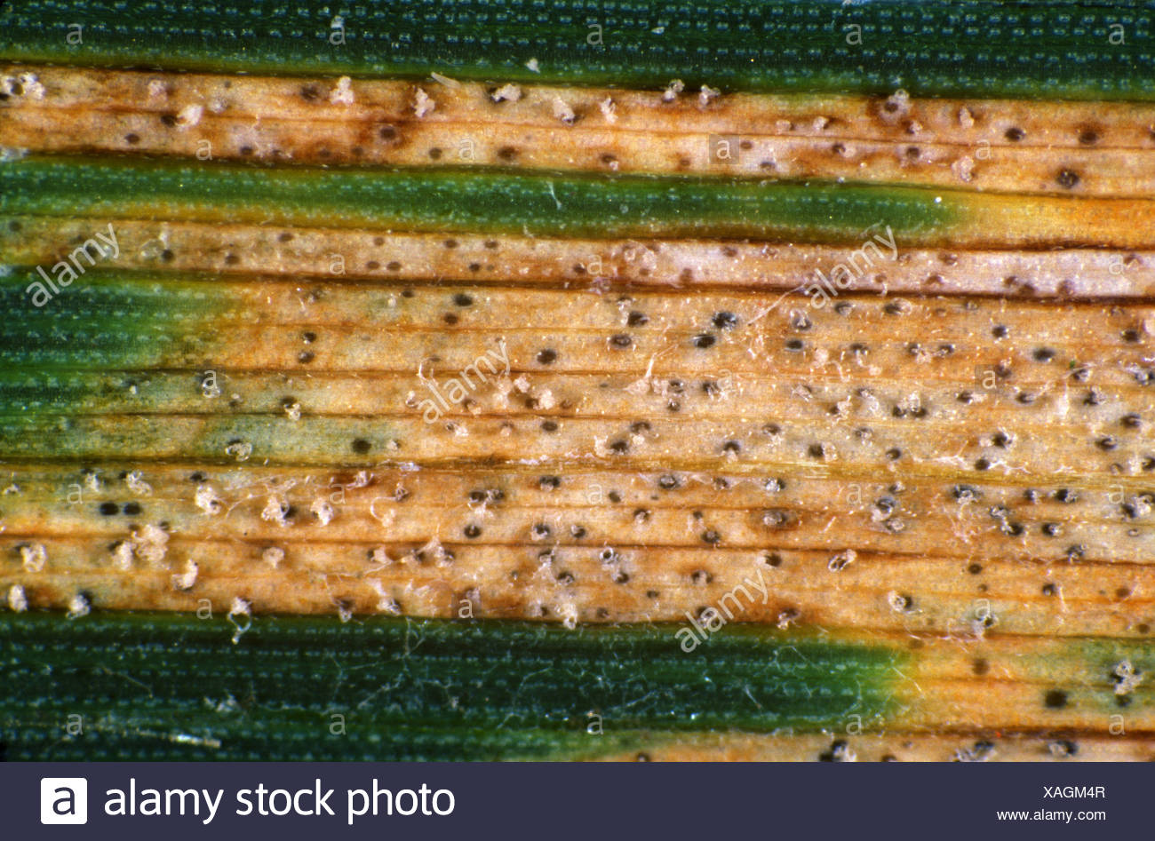 Septoria Leaf Blotch High Resolution Stock Photography and Images - Alamy
