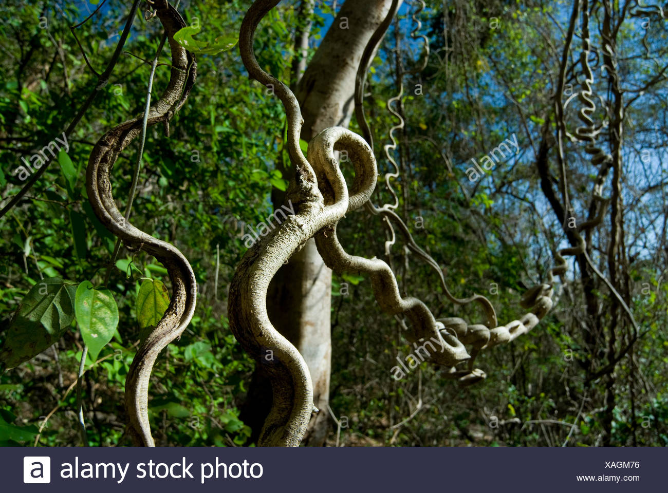 Bauhinia Trees High Resolution Stock Photography and Images - Alamy