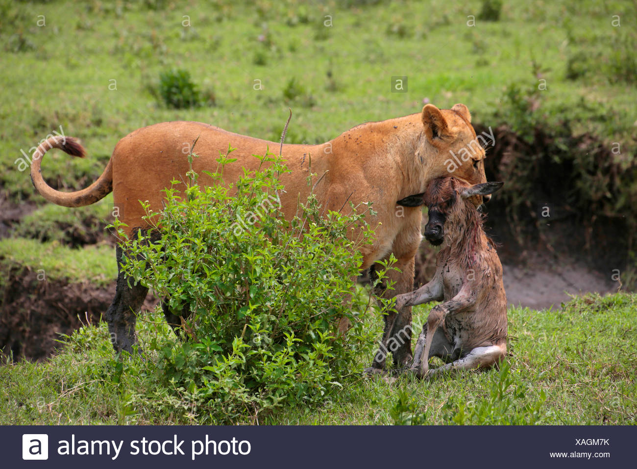 Carrying Mud High Resolution Stock Photography and Images - Alamy