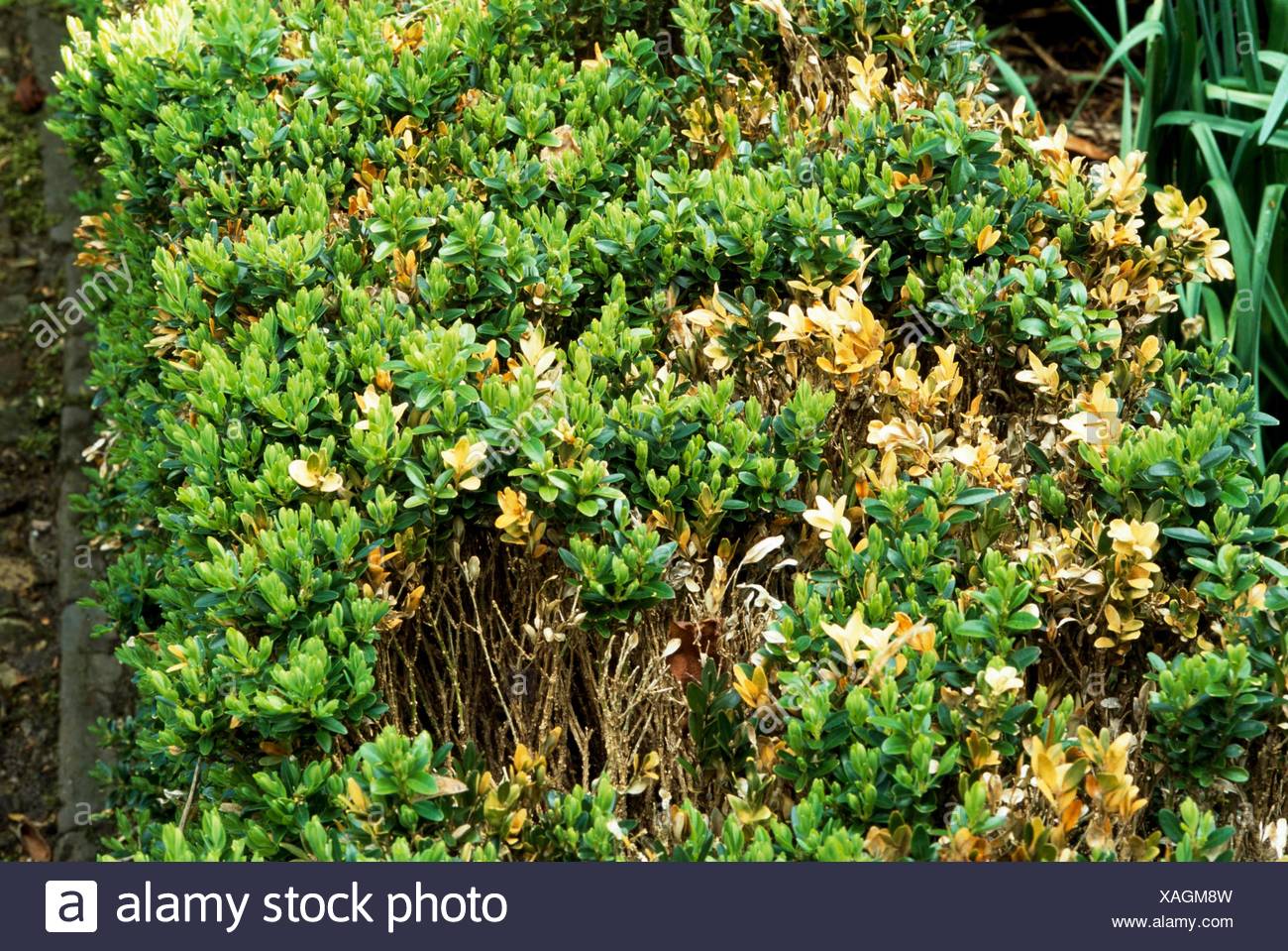 Box Blight Buxus Stock Photos & Box Blight Buxus Stock Images - Alamy