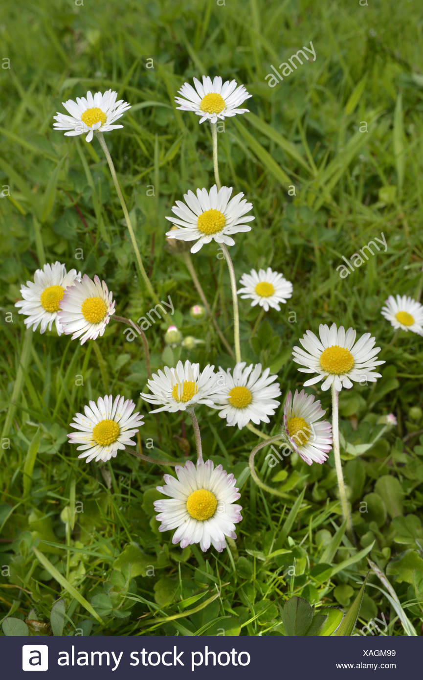 Bellis High Resolution Stock Photography and Images - Alamy