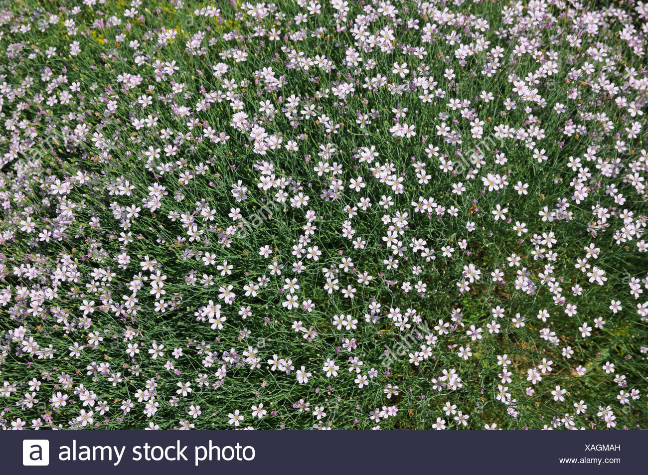 Tunica Saxifraga Stock Photos & Tunica Saxifraga Stock Images - Alamy