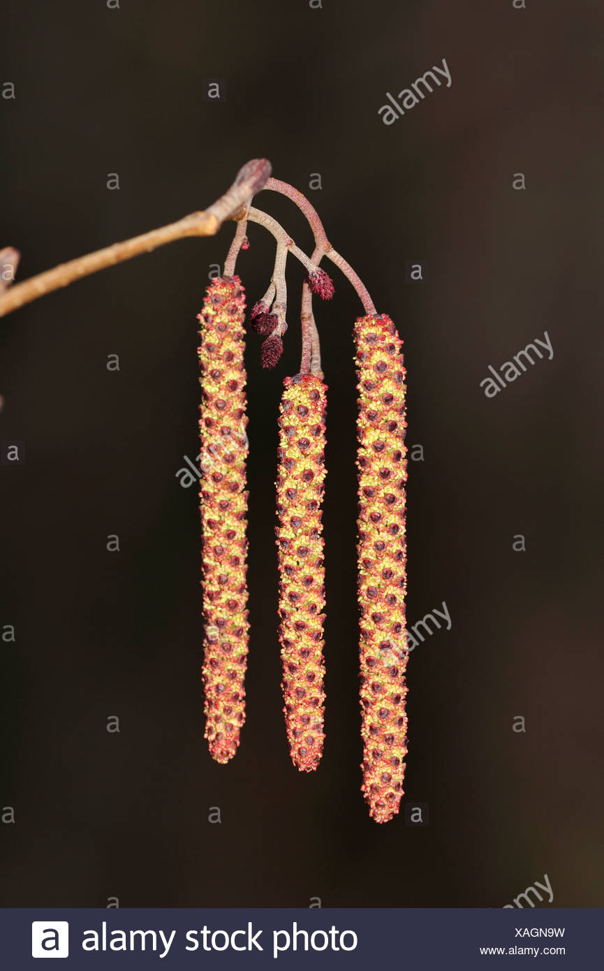 Alder Plant High Resolution Stock Photography and Images - Alamy