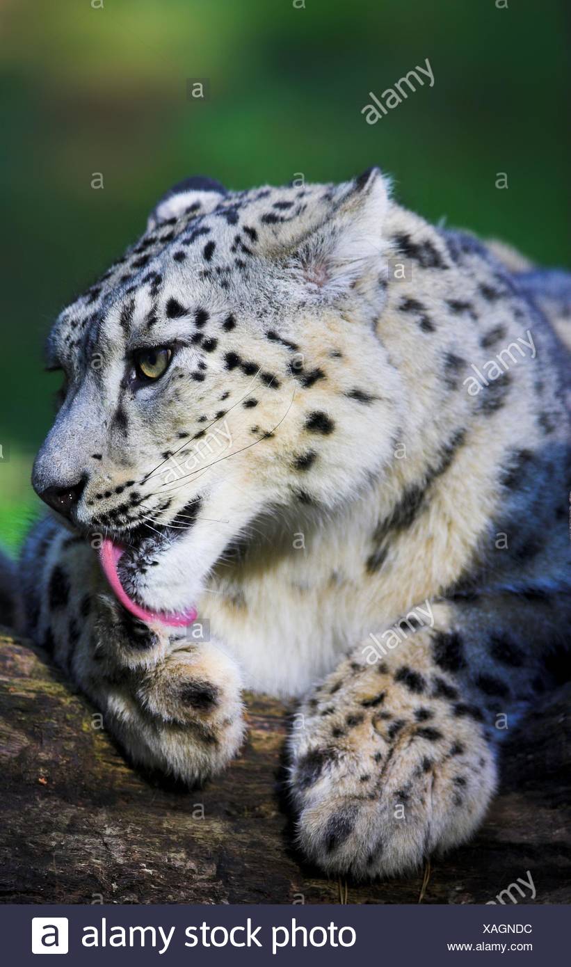 Clean Cleaning Stock Photos & Clean Cleaning Stock Images - Alamy