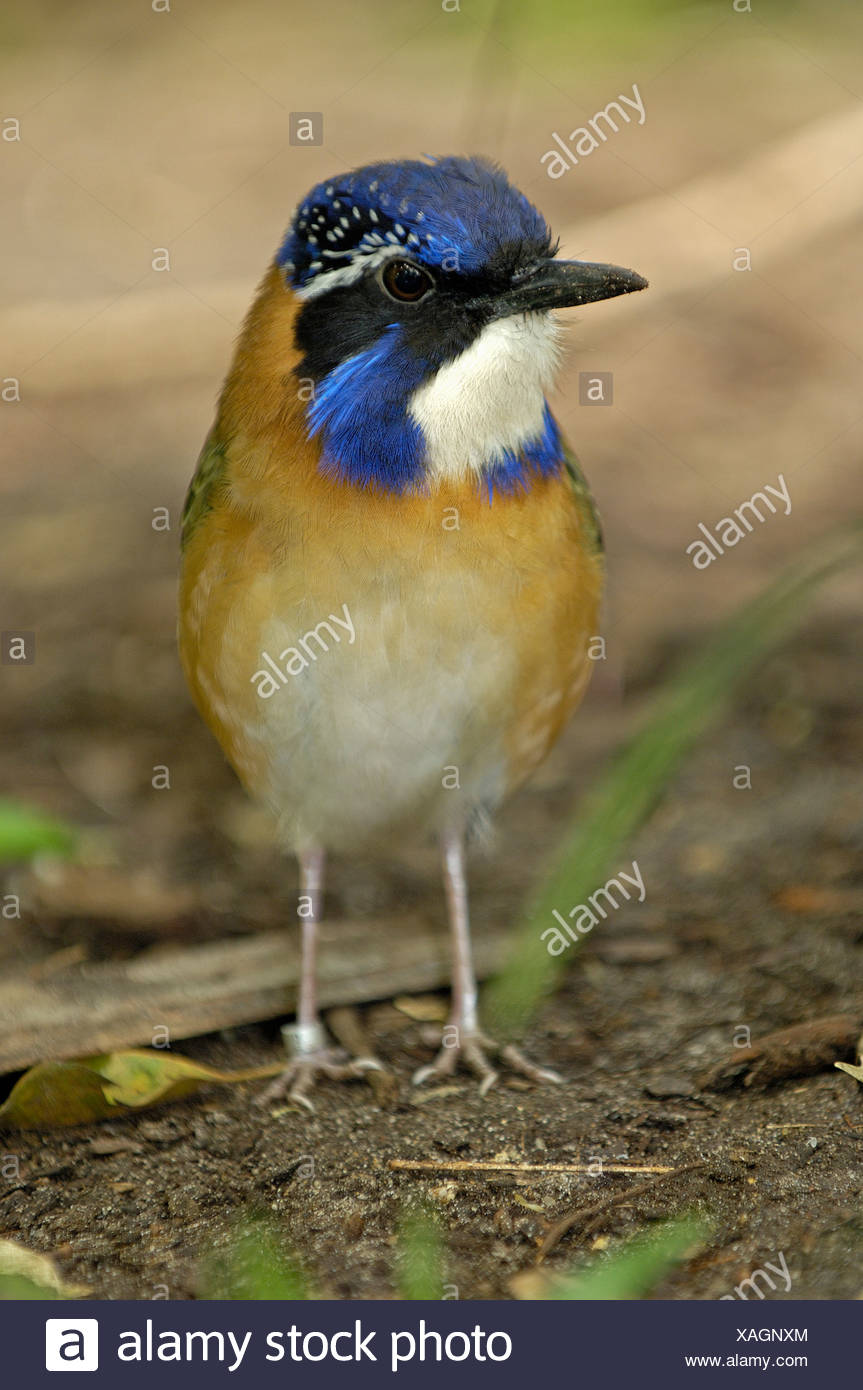 Giant Pitta High Resolution Stock Photography and Images - Alamy