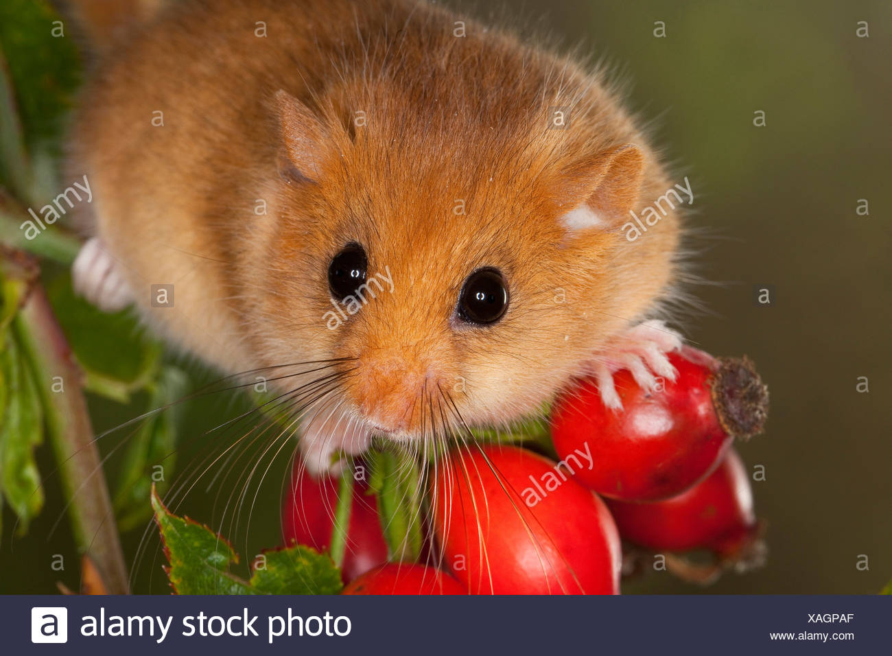 Dormouse Eating High Resolution Stock Photography and Images - Alamy