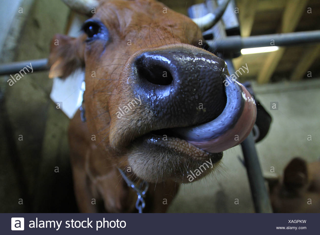 Tarine High Resolution Stock Photography and Images - Alamy