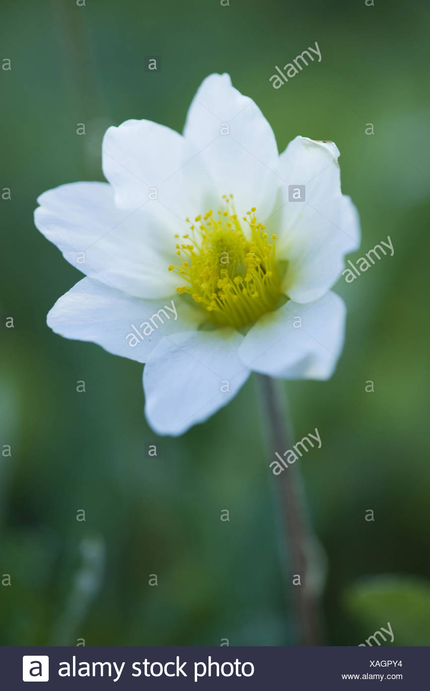 White Dryas High Resolution Stock Photography and Images - Alamy