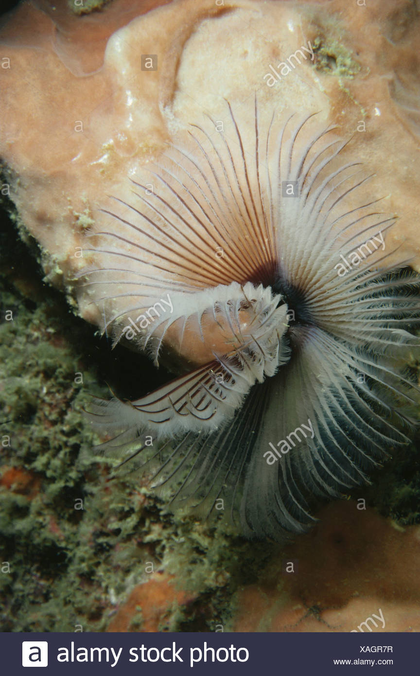 Annelids High Resolution Stock Photography and Images - Alamy