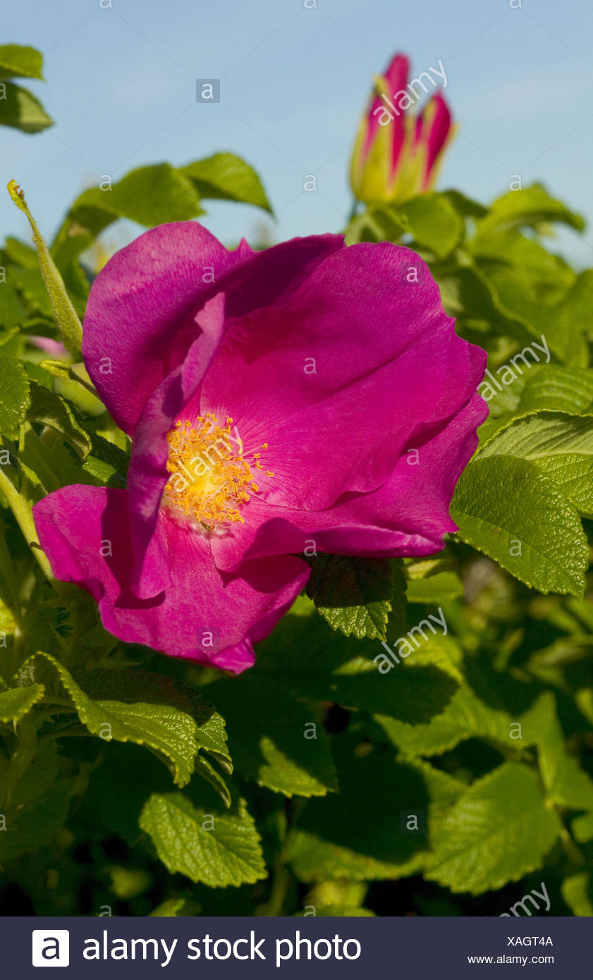 Rugosa Rose Hedge High Resolution Stock Photography and Images - Alamy