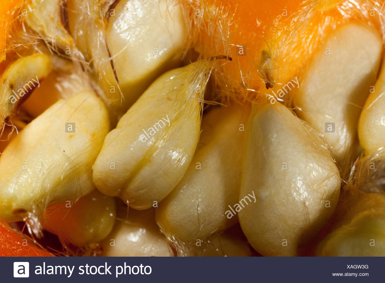 Rose Plant Cross Section High Resolution Stock Photography and Images ...