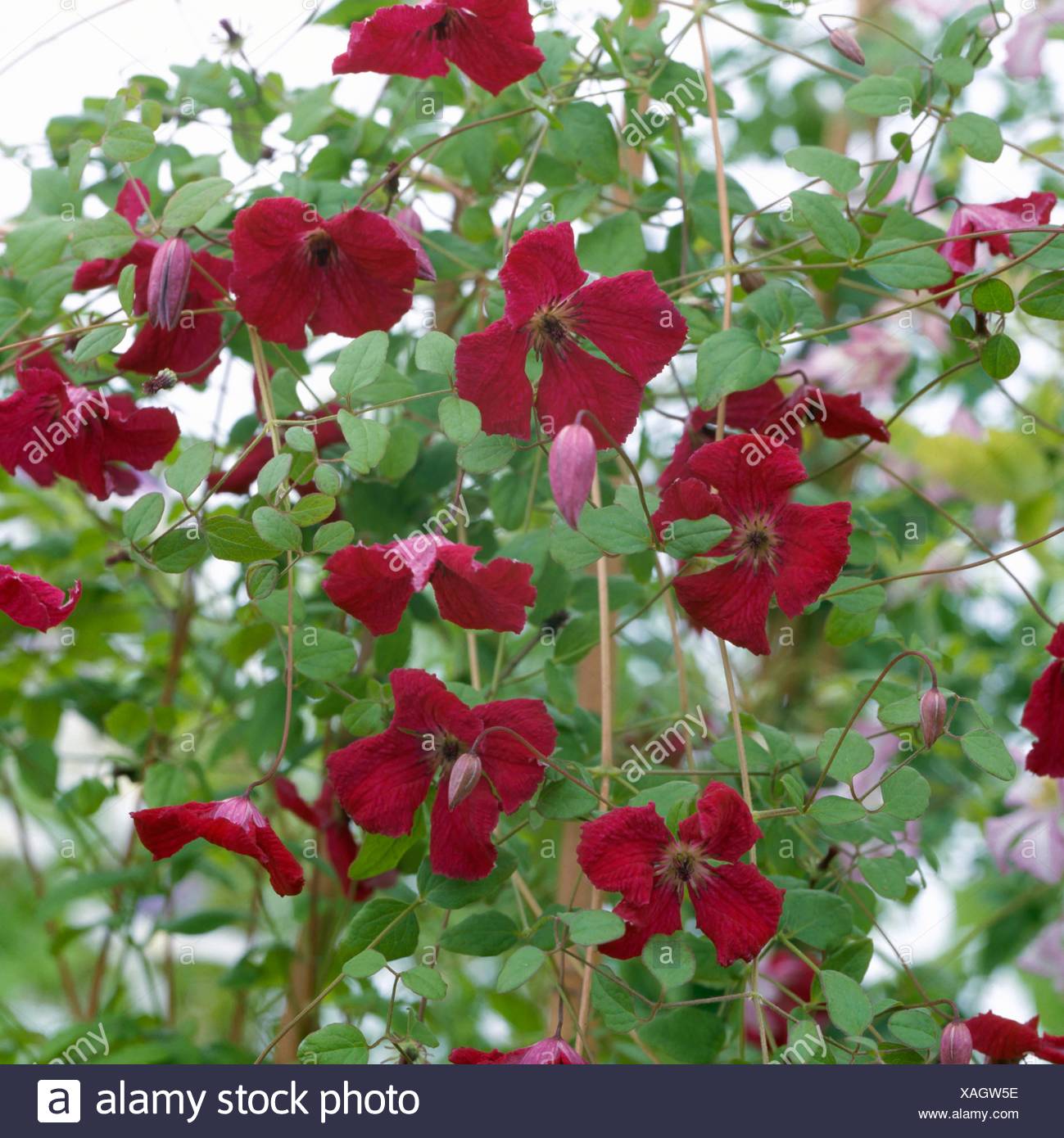 Kermesina Stock Photos & Kermesina Stock Images - Alamy