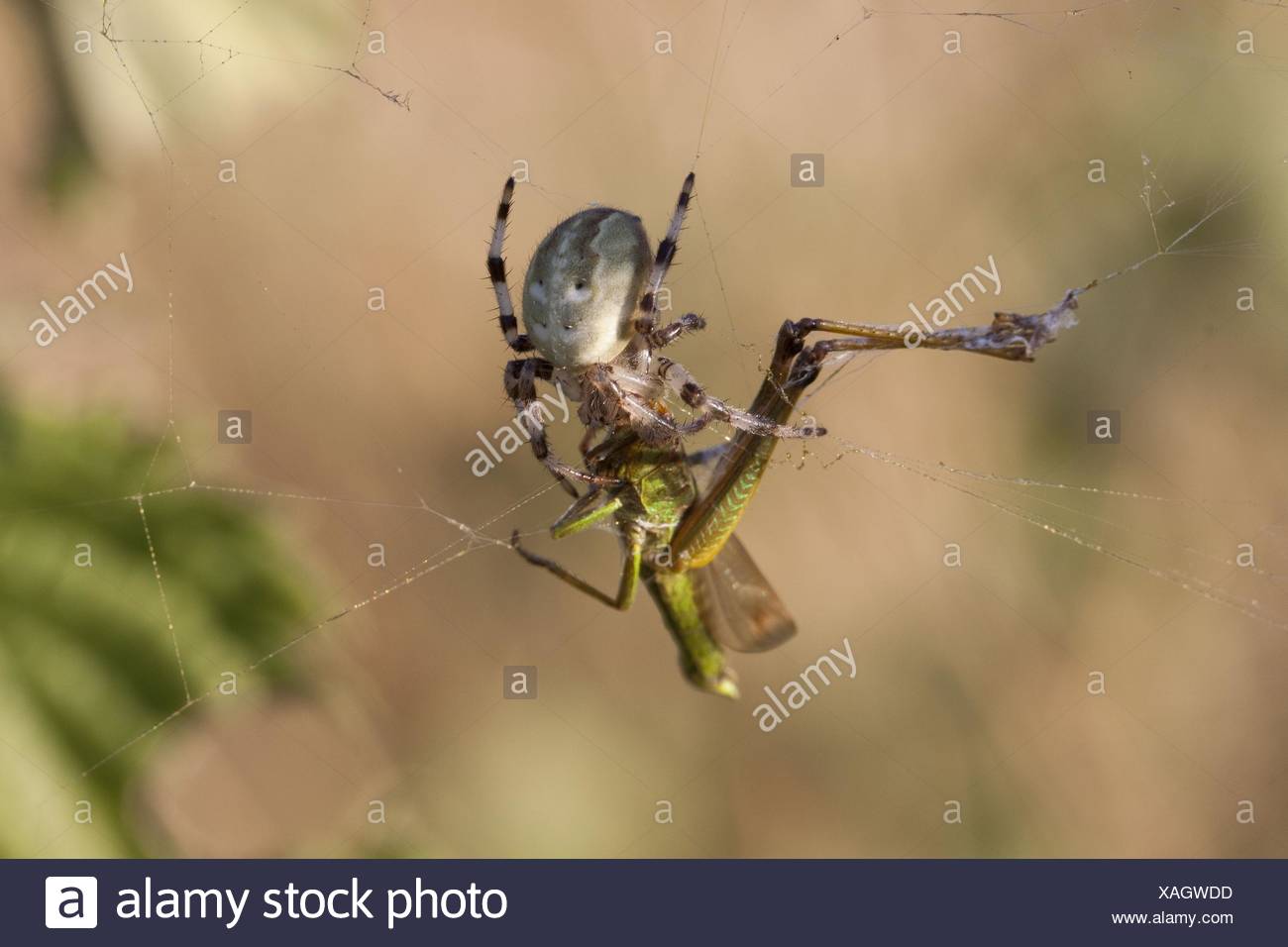 Side View Spider High Resolution Stock Photography and Images - Alamy