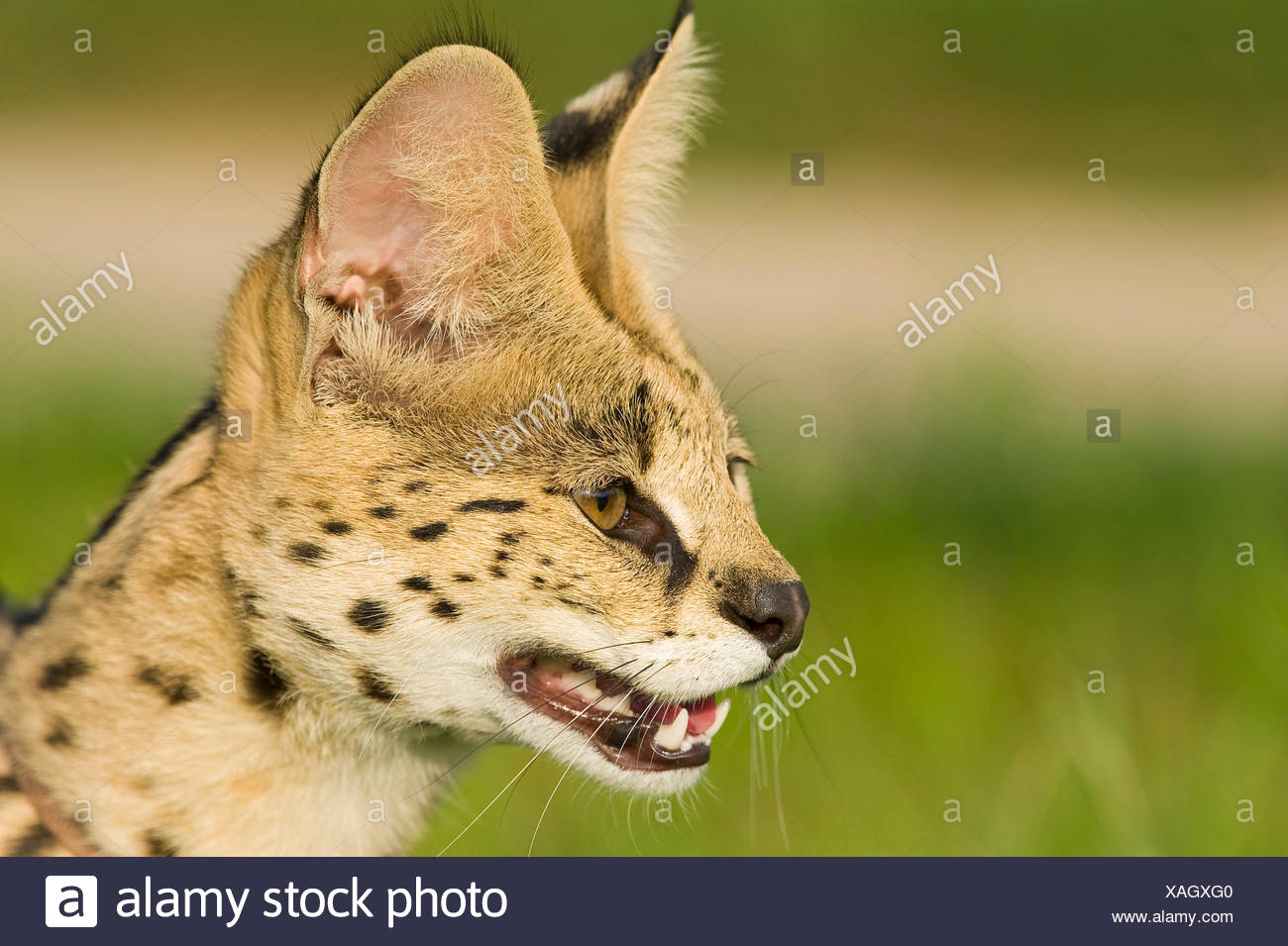 Serval Cat Skin High Resolution Stock Photography and Images - Alamy
