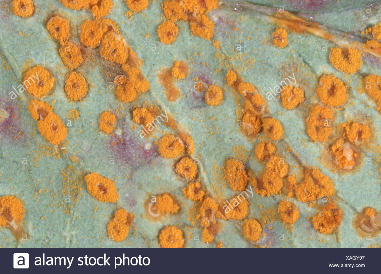 Phragmidium Stock Photos & Phragmidium Stock Images - Alamy