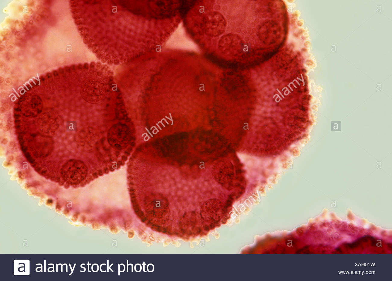 Colonial Alga High Resolution Stock Photography and Images - Alamy