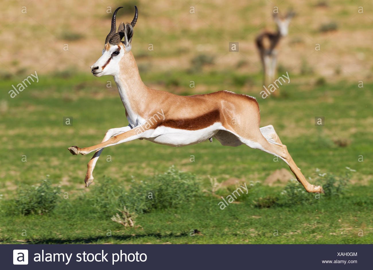 Antelope Running High Resolution Stock Photography and Images - Alamy