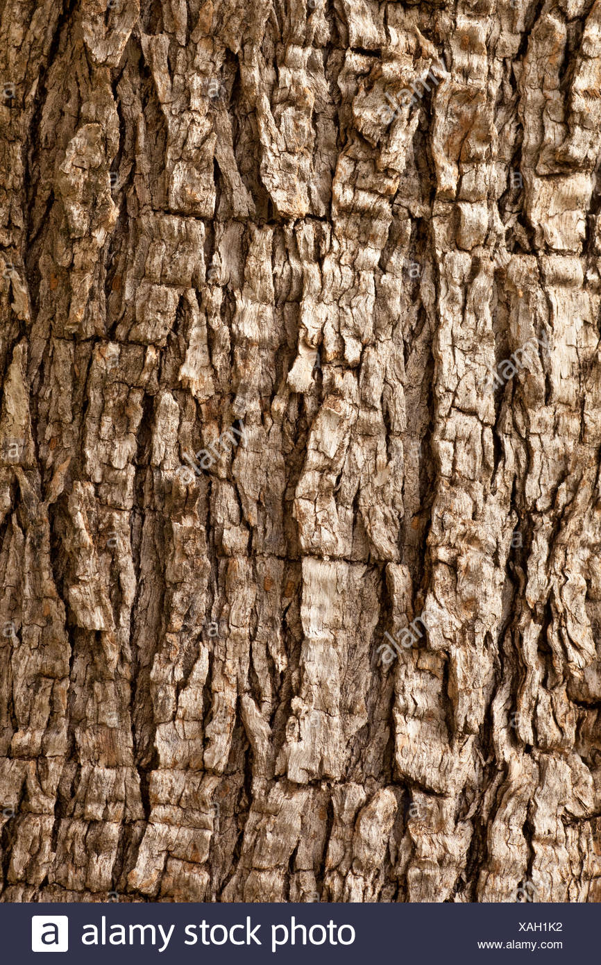 Olive Tree Bark Stock Photos & Olive Tree Bark Stock Images - Alamy
