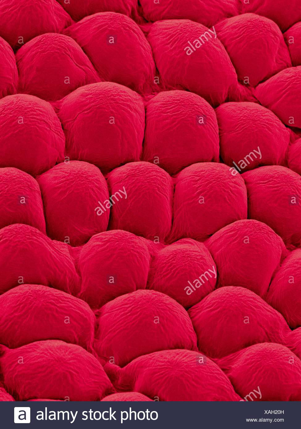Red Papillae High Resolution Stock Photography and Images - Alamy