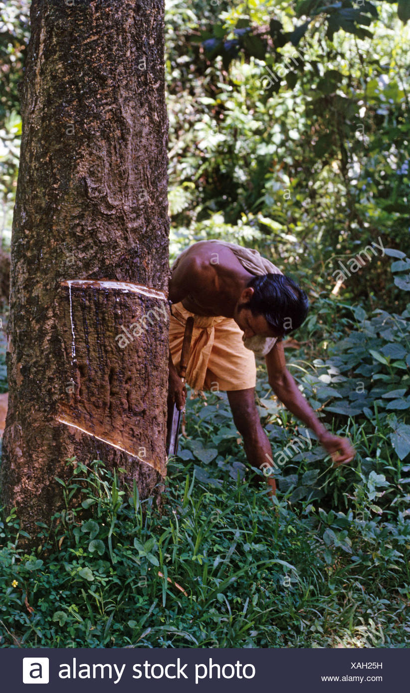 Rubber Tree Rubber Tapping Stock Photos & Rubber Tree Rubber Tapping ...