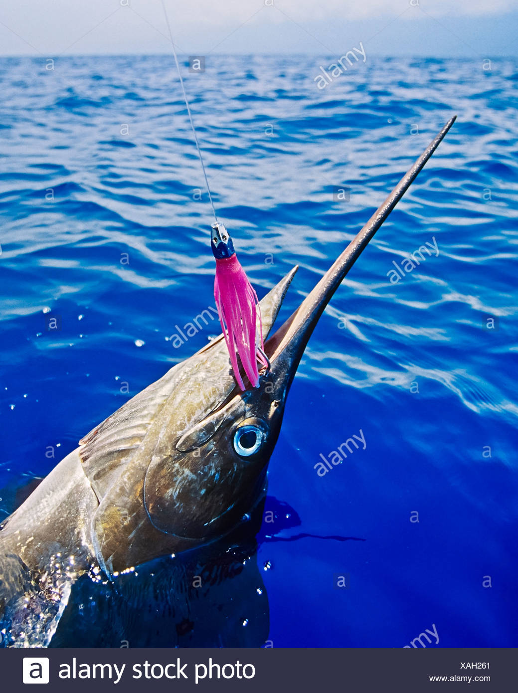 Fishing, Hooked Fish High Resolution Stock Photography and Images - Alamy