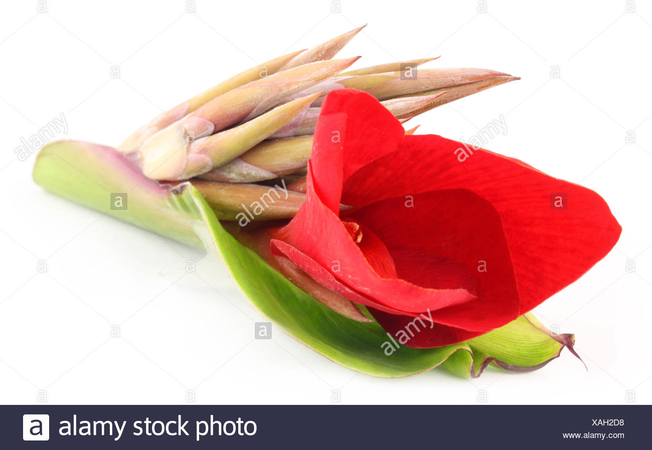 Chancle Stock Photos & Chancle Stock Images - Alamy