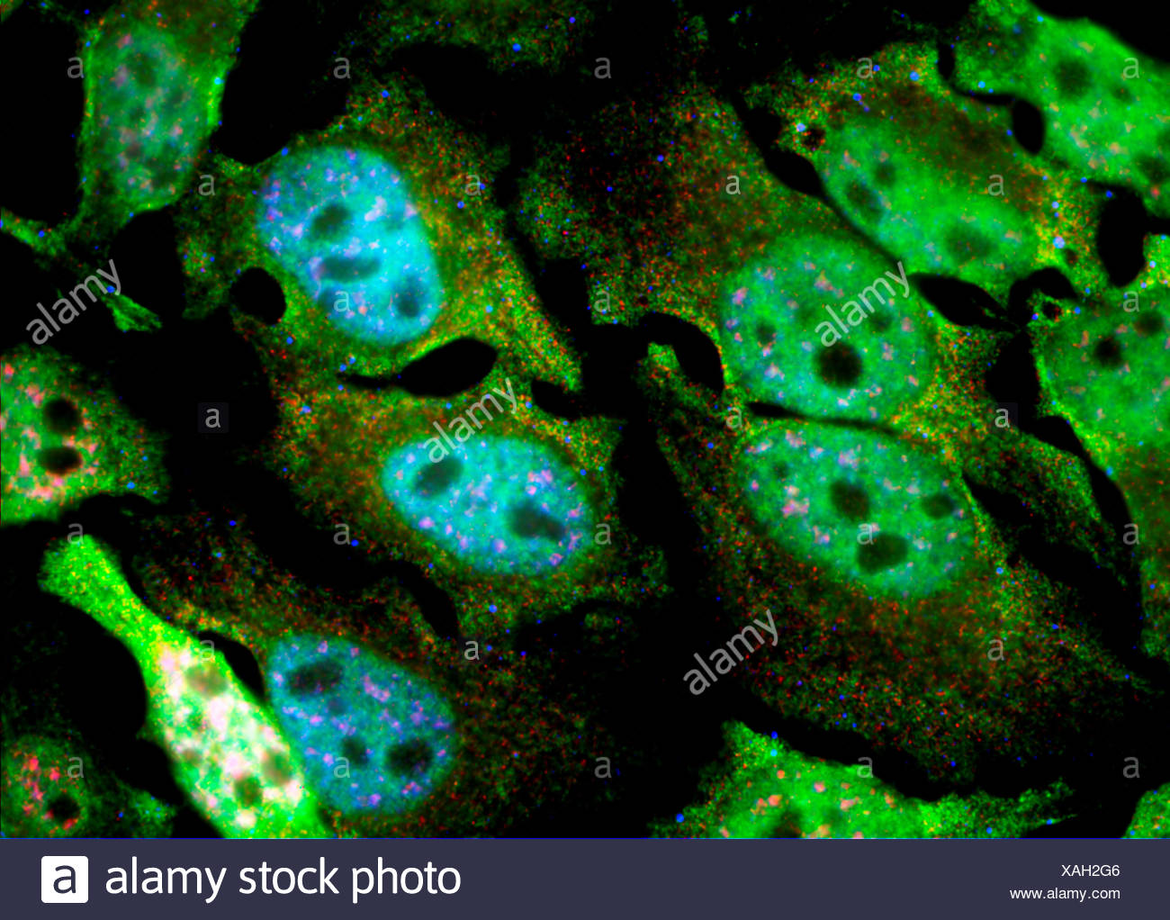 Immortal Cells High Resolution Stock Photography and Images - Alamy