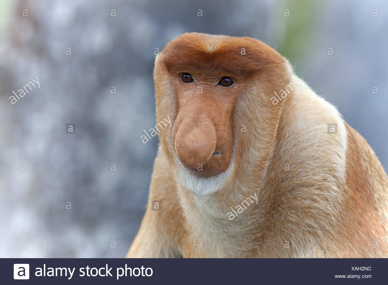 Proboscis Monkey Stock Photos & Proboscis Monkey Stock Images - Alamy