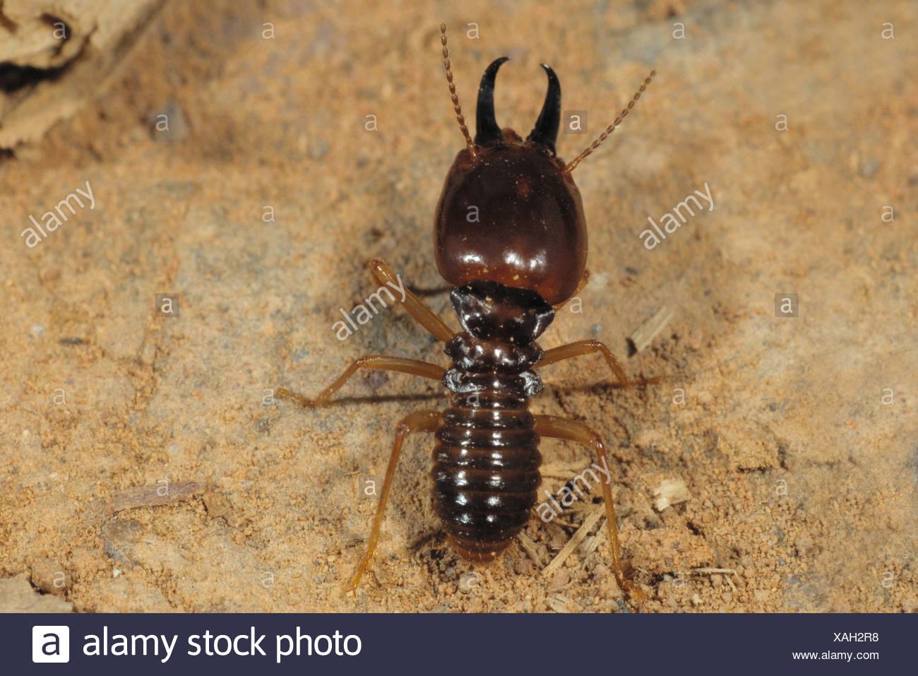 Soldier Termites High Resolution Stock Photography and Images - Alamy