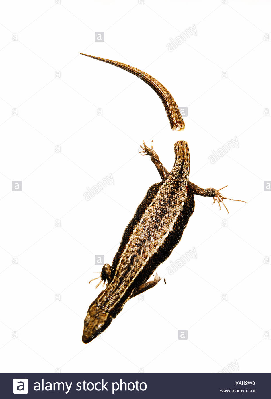 Broken Tail High Resolution Stock Photography and Images - Alamy