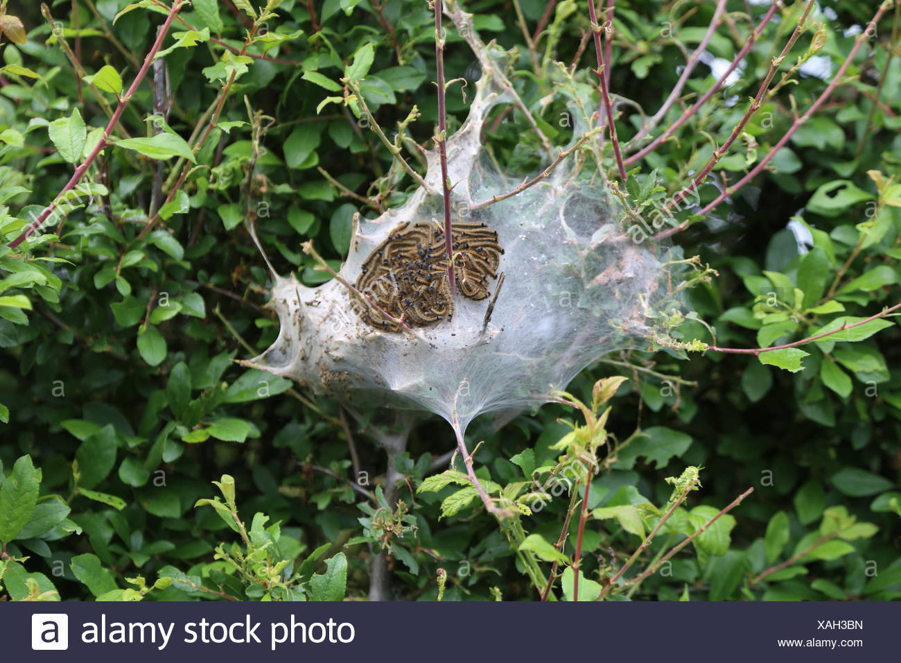 Oak Processionary Moth Larva High Resolution Stock Photography and ...