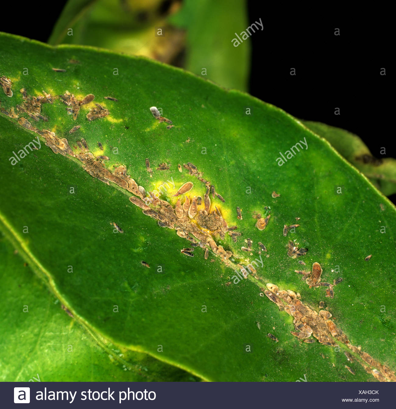 Infestation Scales High Resolution Stock Photography and Images - Alamy