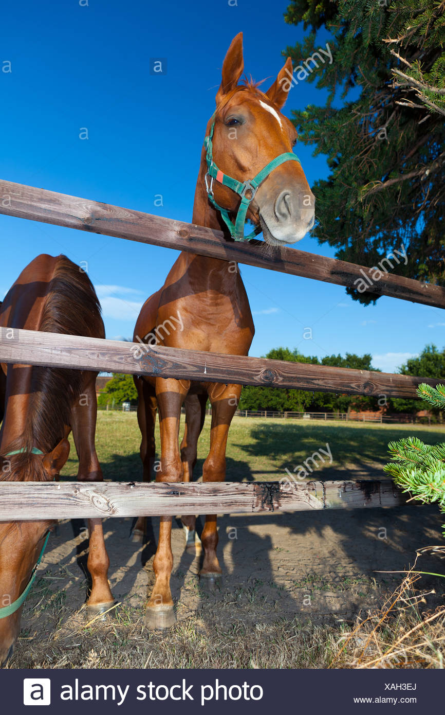 Thoroughbred Horse Paddock Stock Photos & Thoroughbred Horse Paddock ...
