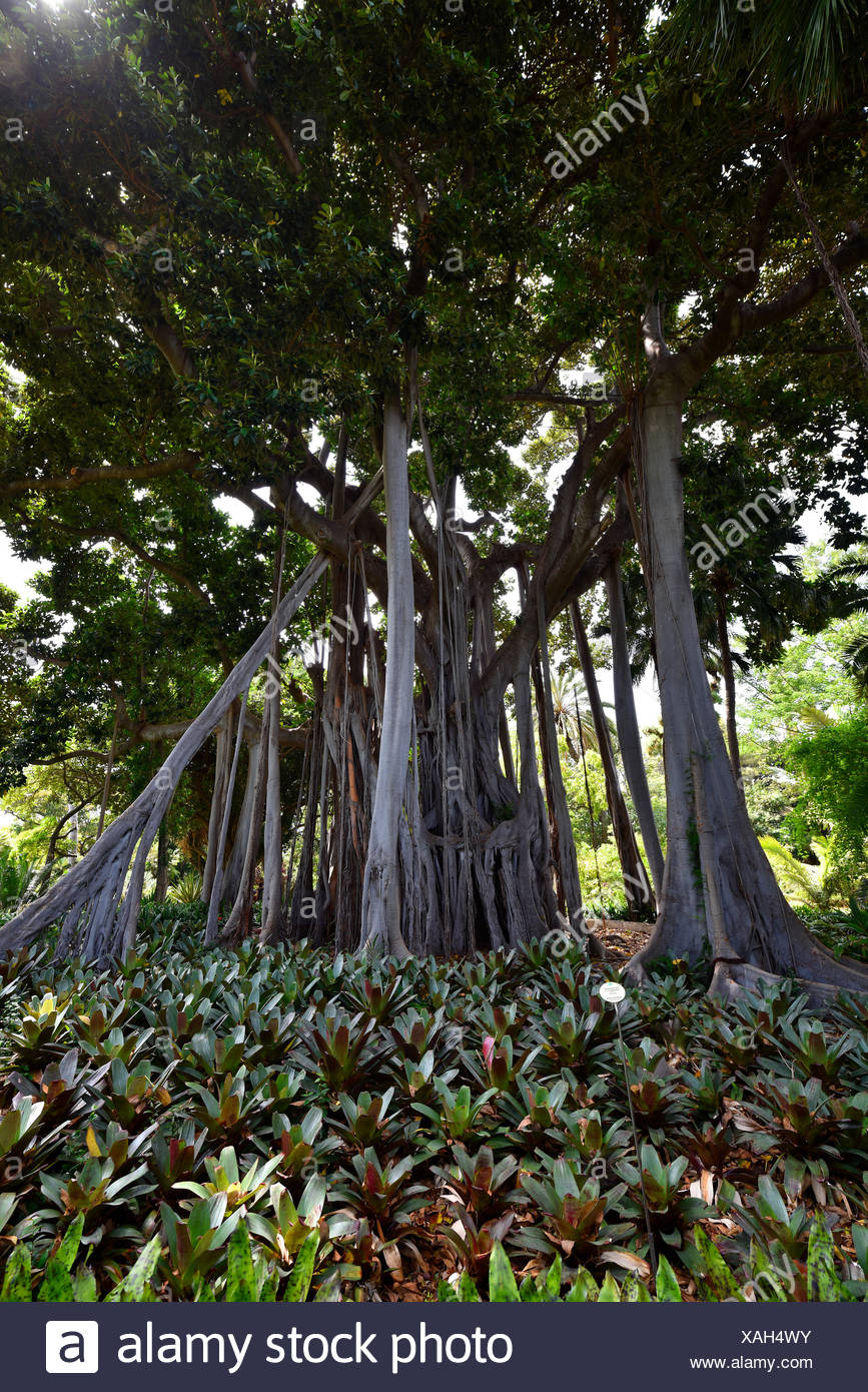 Moreton Bay Fig Trees High Resolution Stock Photography and Images - Alamy