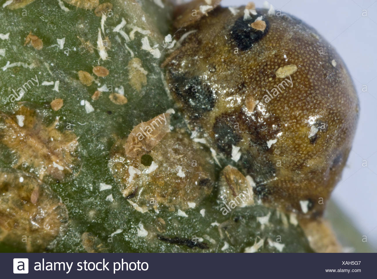 Encyrtidae High Resolution Stock Photography and Images - Alamy