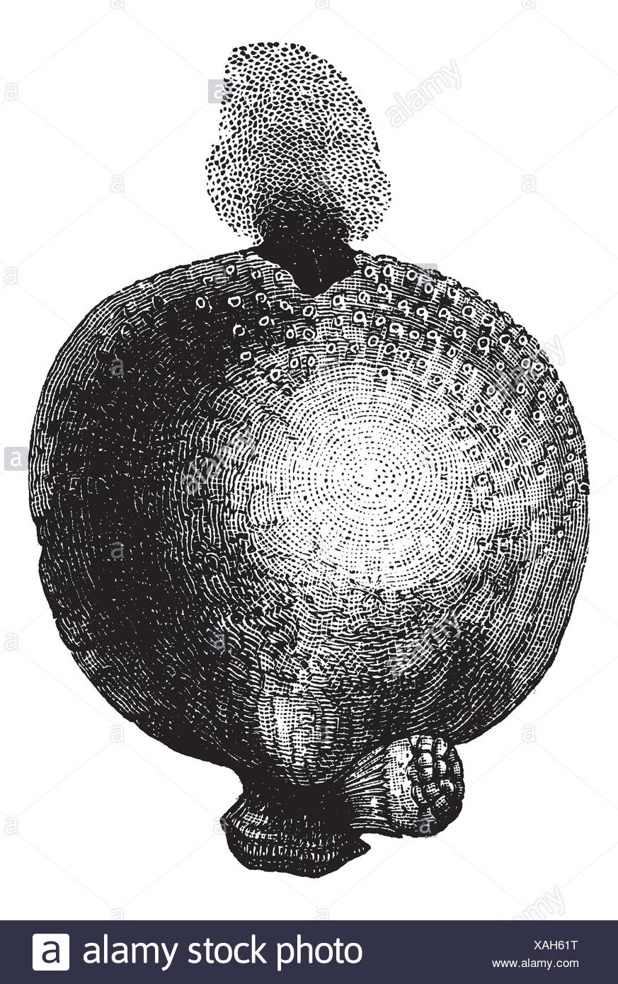 Old Puffball High Resolution Stock Photography and Images - Alamy