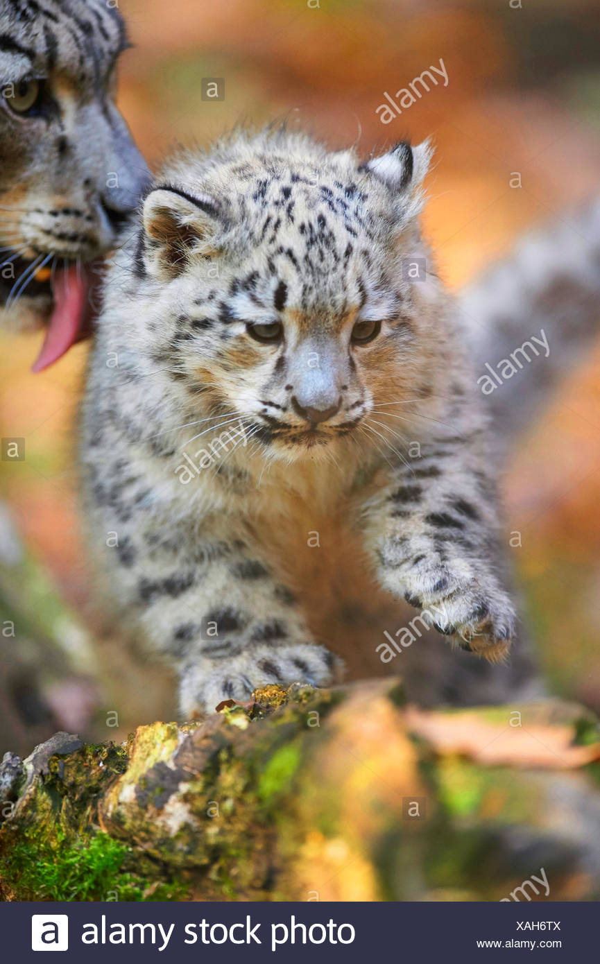 Young Leopard Cub High Resolution Stock Photography and Images - Alamy