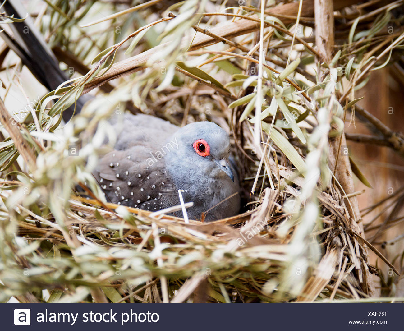 Diamond Dove High Resolution Stock Photography and Images - Alamy