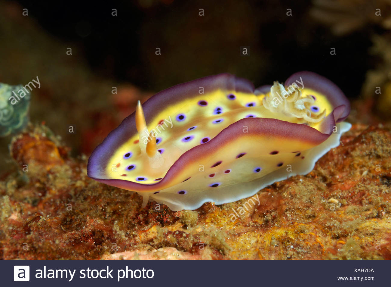 Blue Dorid Nudibranch High Resolution Stock Photography and Images - Alamy