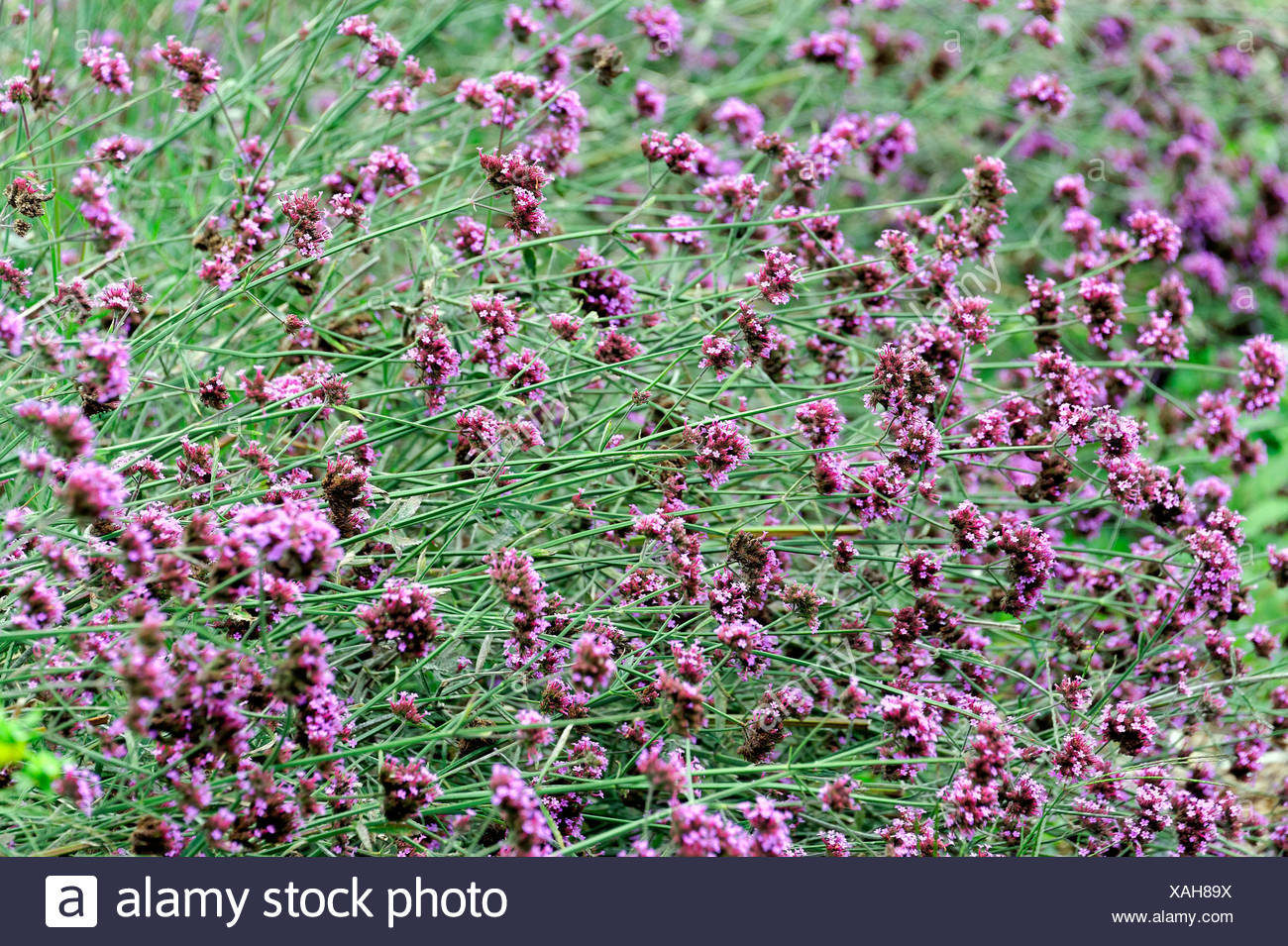 Verbena Bonariensis Plant High Resolution Stock Photography and Images ...