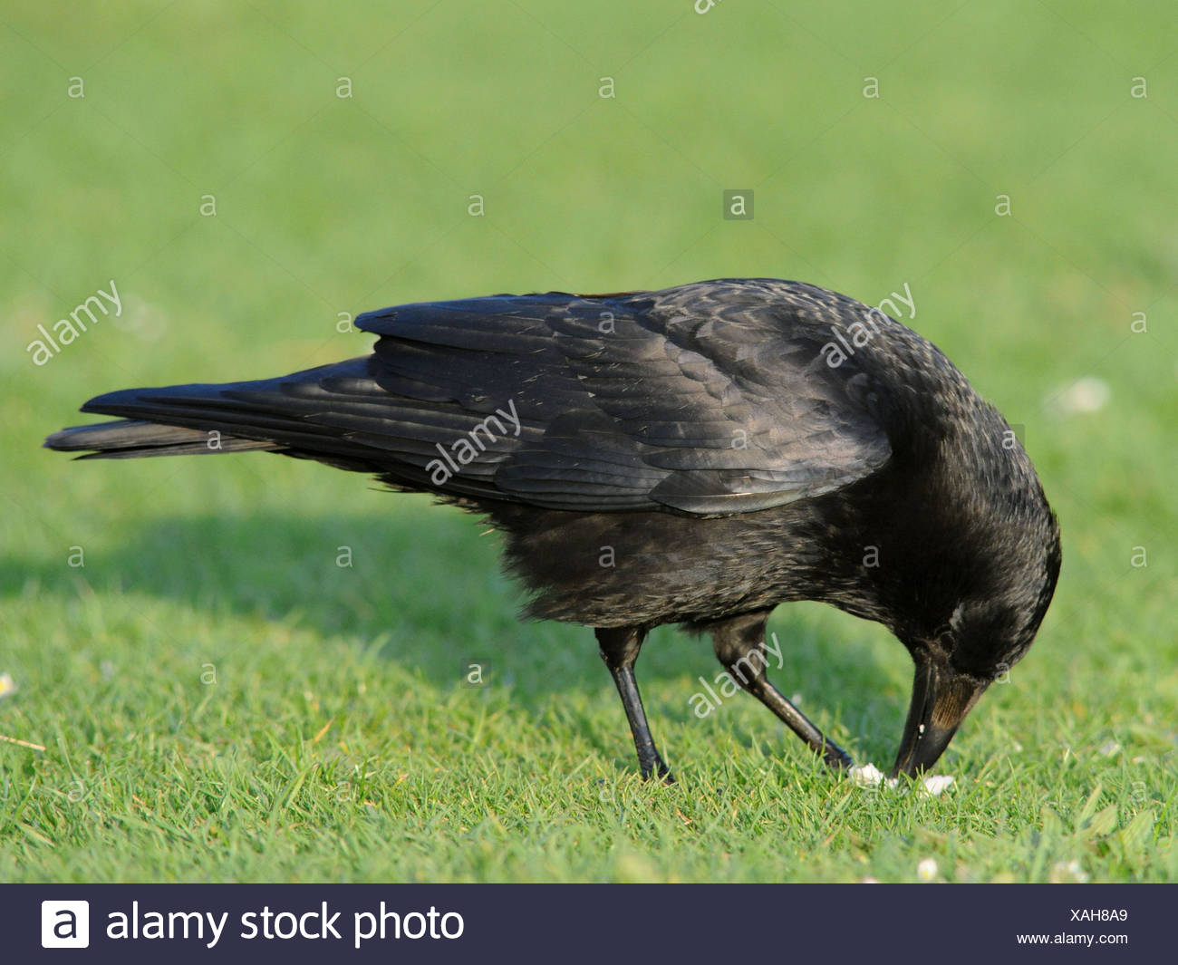 Black Beak High Resolution Stock Photography and Images - Alamy