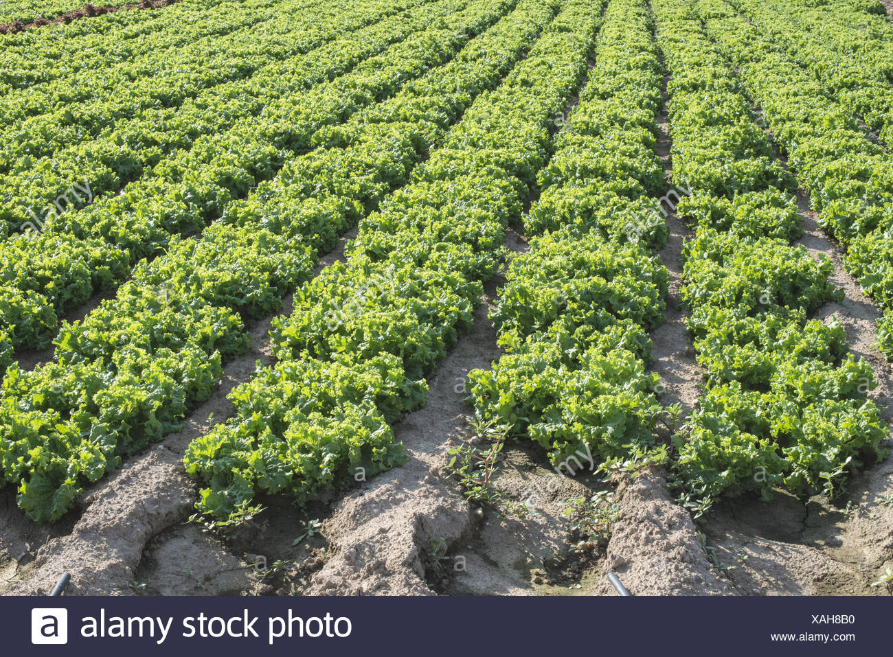 Horticu High Resolution Stock Photography and Images - Alamy