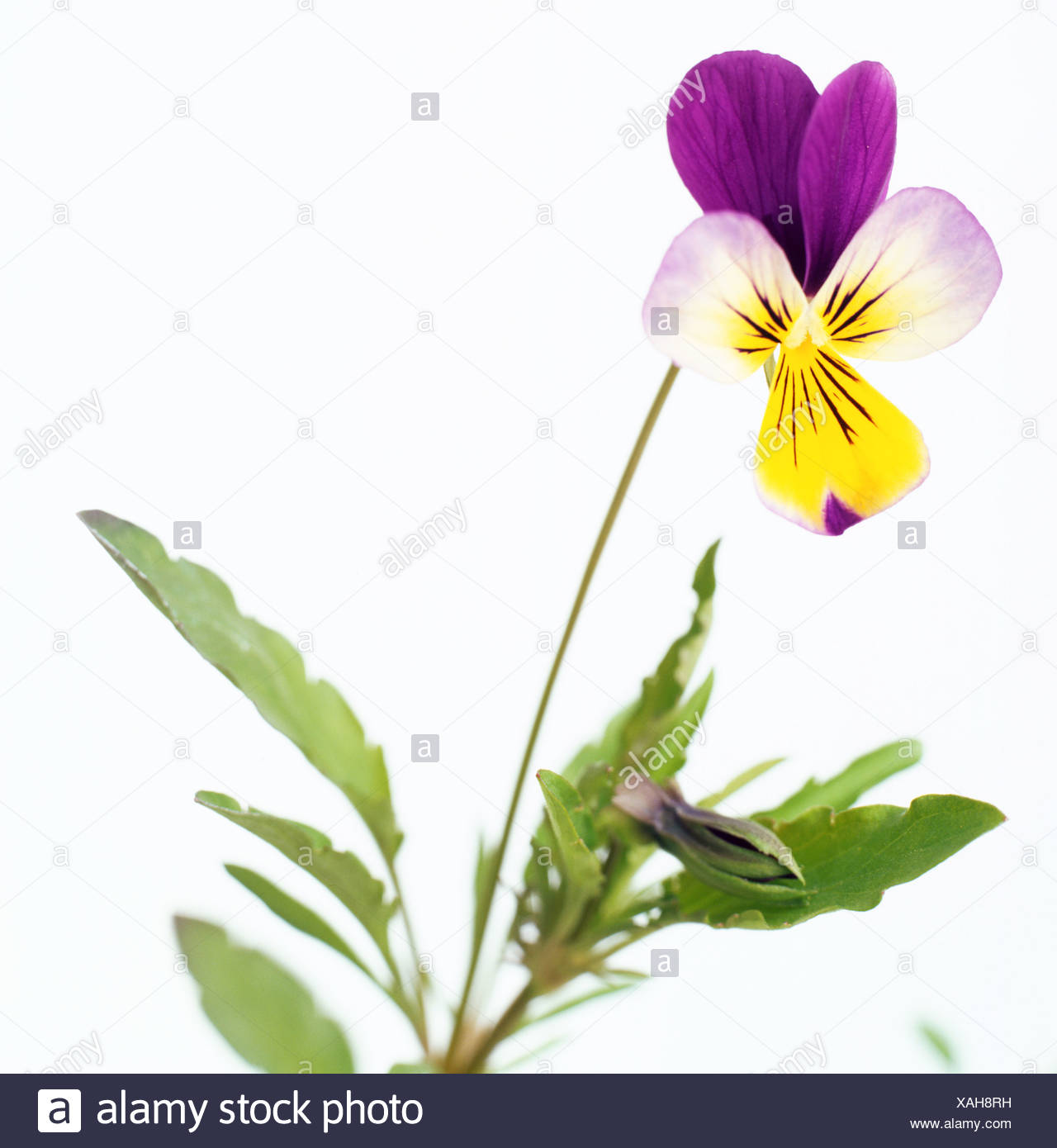 Pansy Like Flower High Resolution Stock Photography and Images - Alamy
