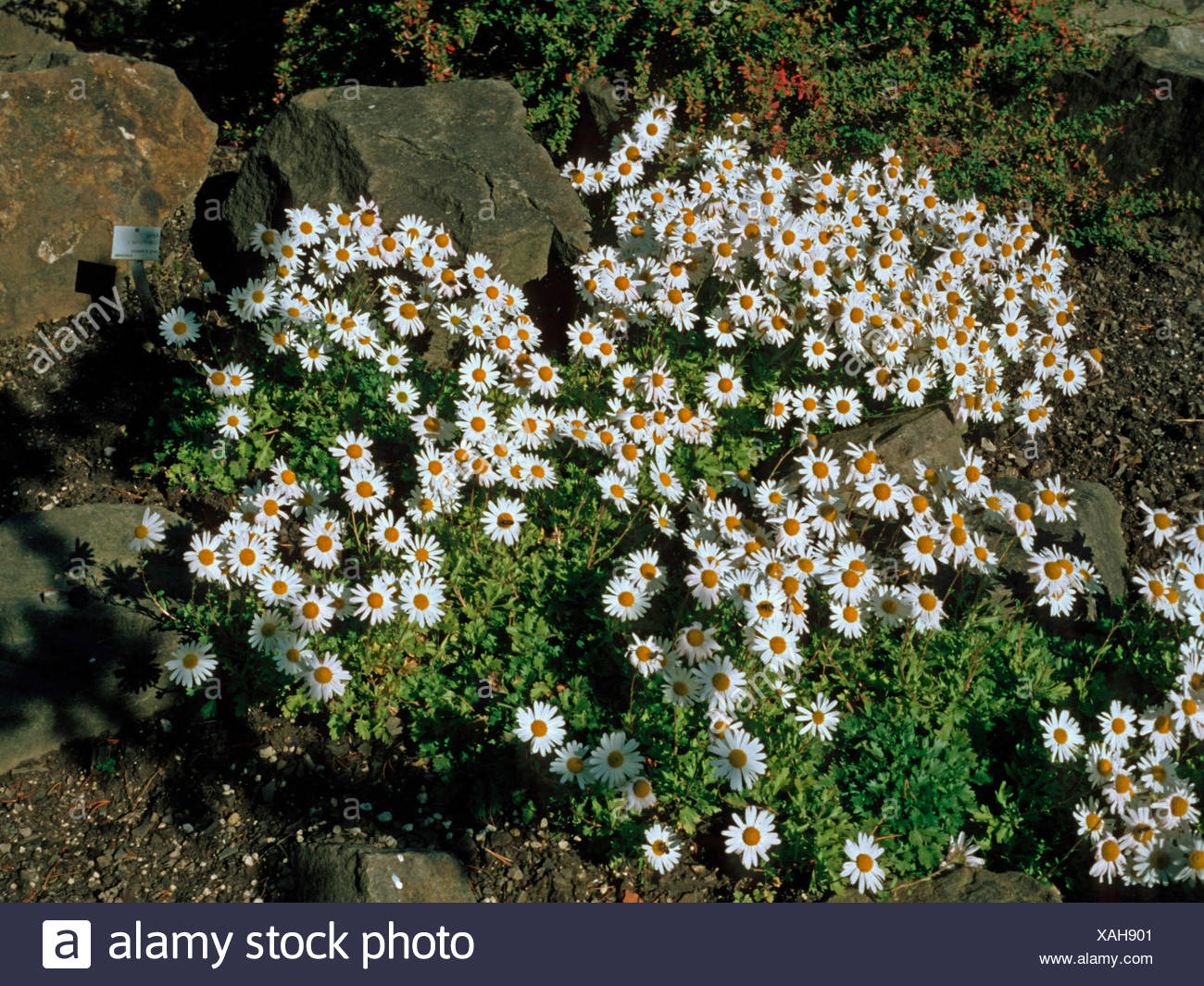 Arctic Daisy Stock Photos & Arctic Daisy Stock Images - Alamy