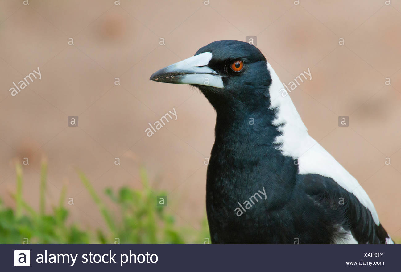 Black White Bird Magpies Birds High Resolution Stock Photography and ...