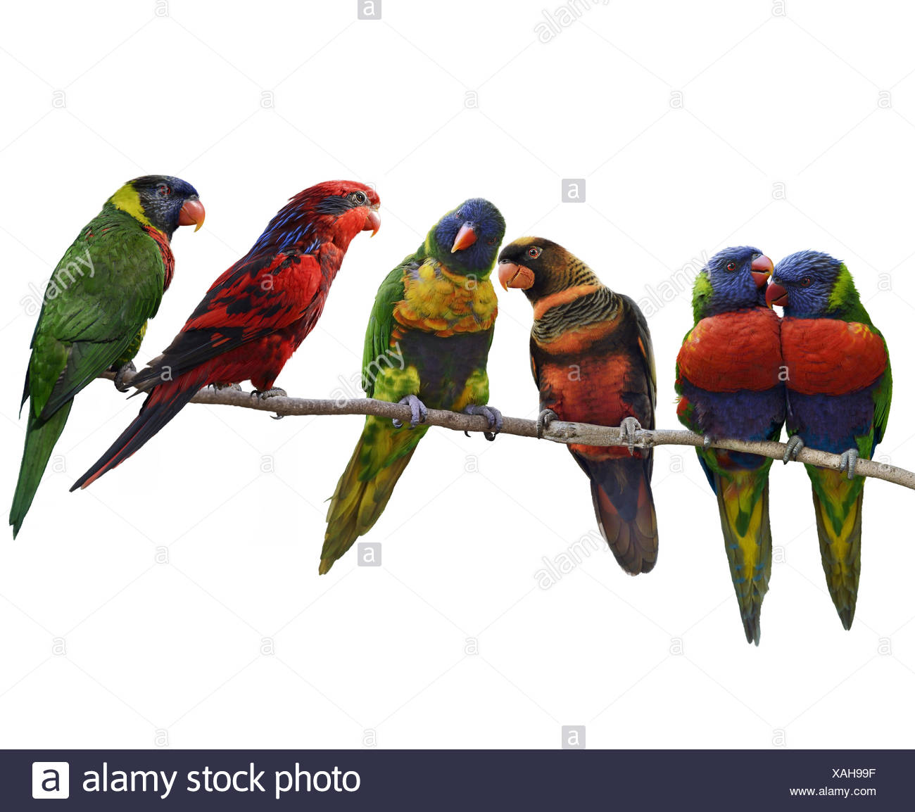 Parrot Parrots Cut Out Stock Images & Pictures - Alamy