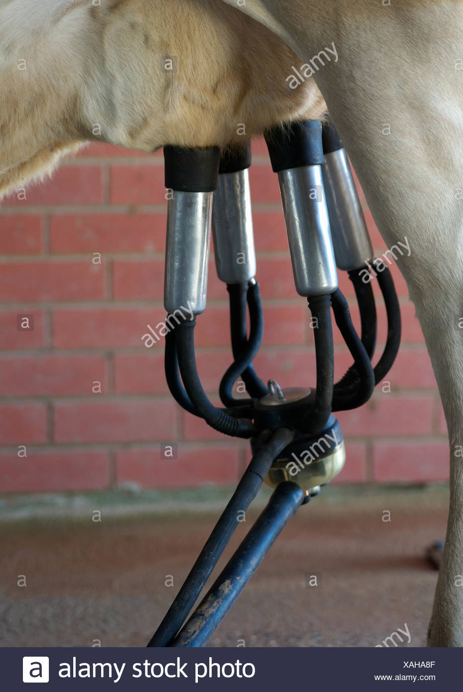 Udder Teats Dairy Milking Cow High Resolution Stock Photography and ...