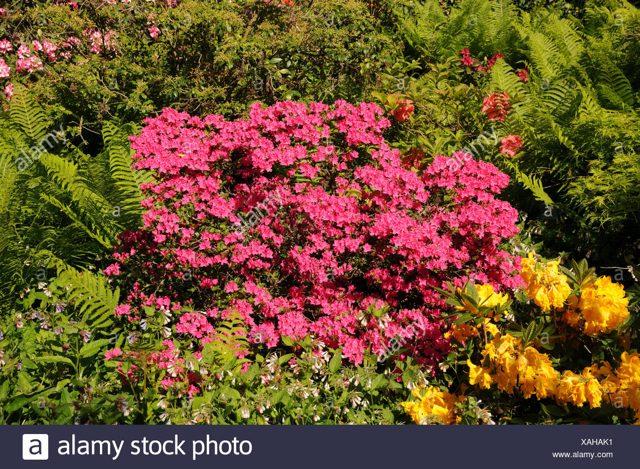 Japanese Azalea Stock Photos & Japanese Azalea Stock Images - Alamy