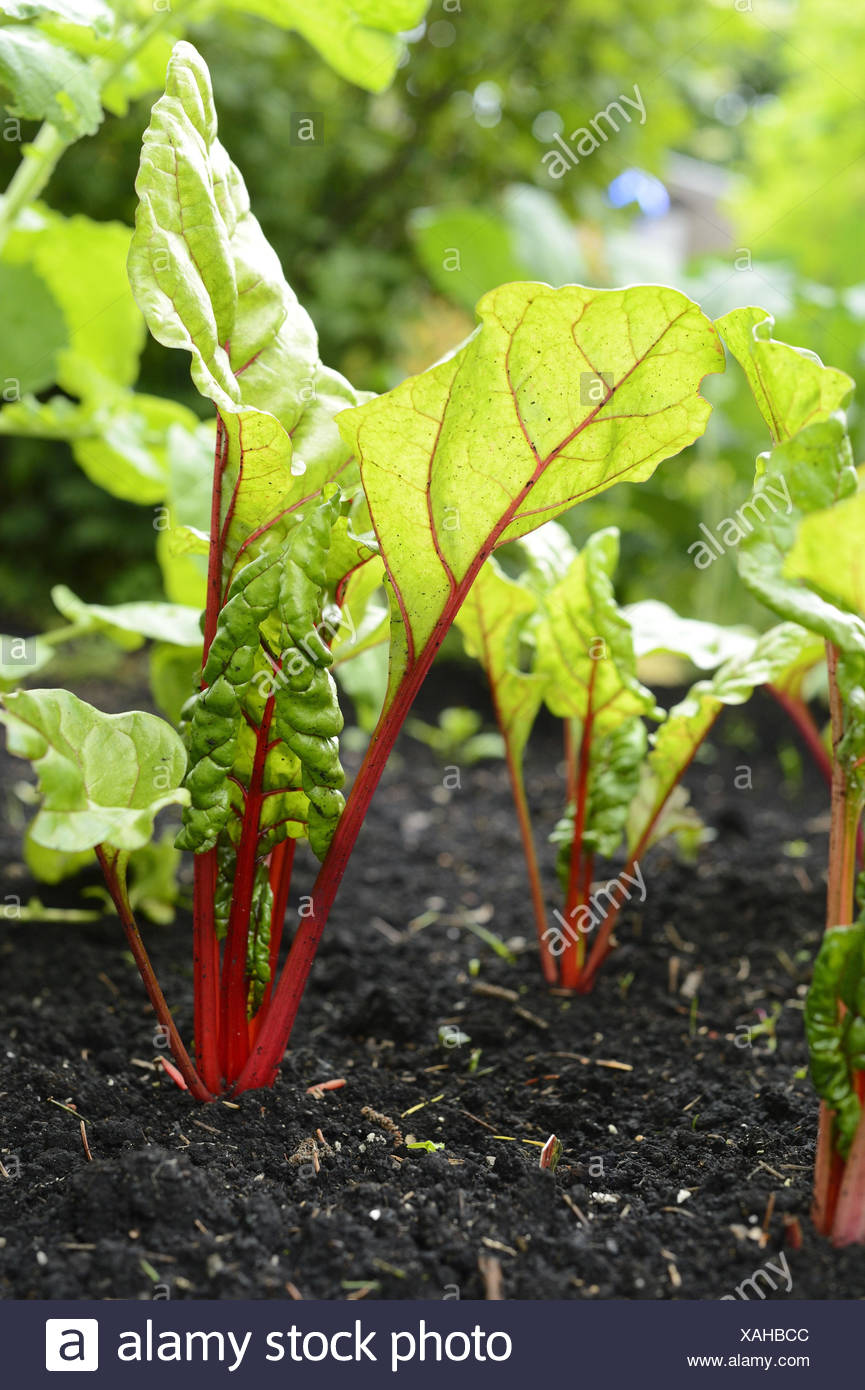 Beta Vulgaris Subsp Vulgaris