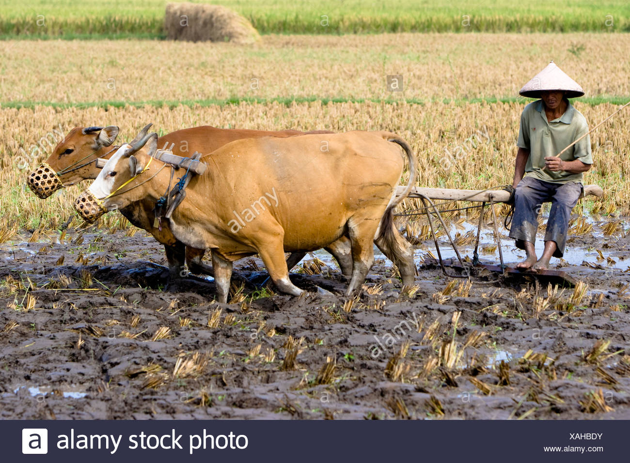 Plowing Rice Field High Resolution Stock Photography and Images - Alamy